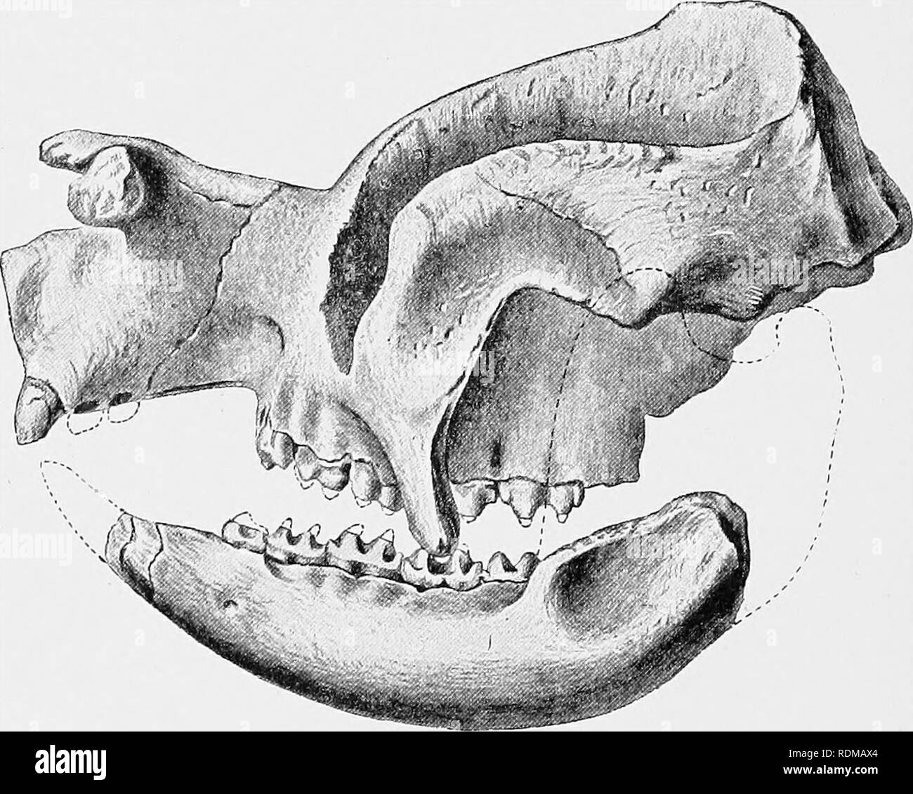 Wombat burrowing Black and White Stock Photos & Images - Alamy