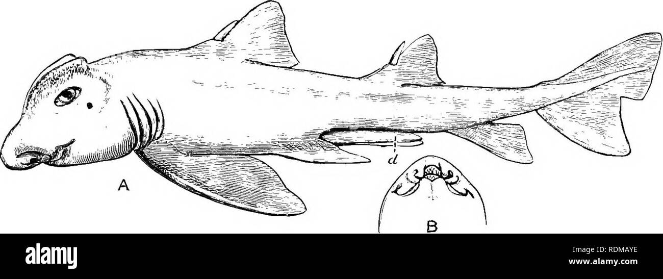 Selachii Black and White Stock Photos & Images - Alamy
