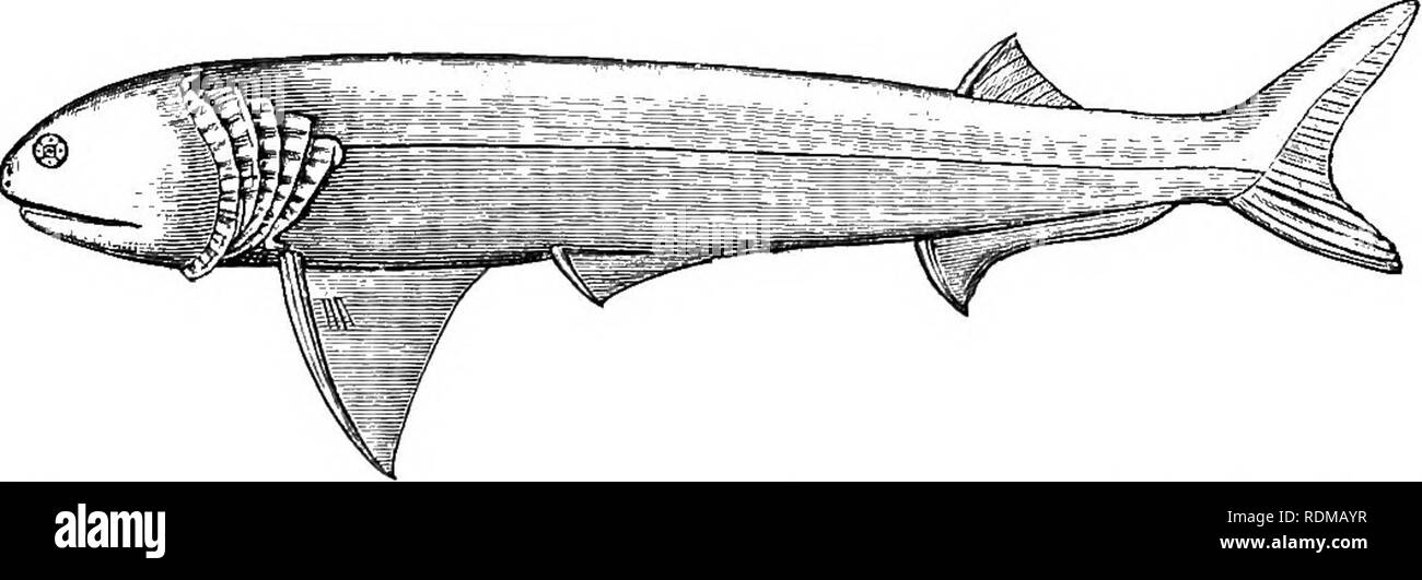 Pectoral fin spines Black and White Stock Photos & Images - Alamy