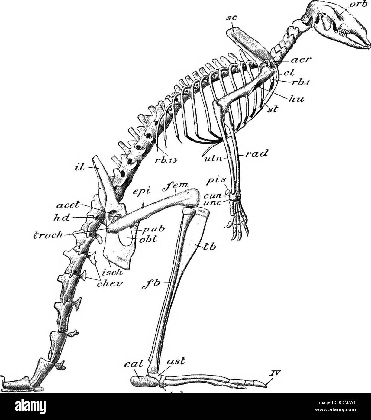 . The Cambridge natural history. Zoology. I30 KANGAROOS lagus the ...