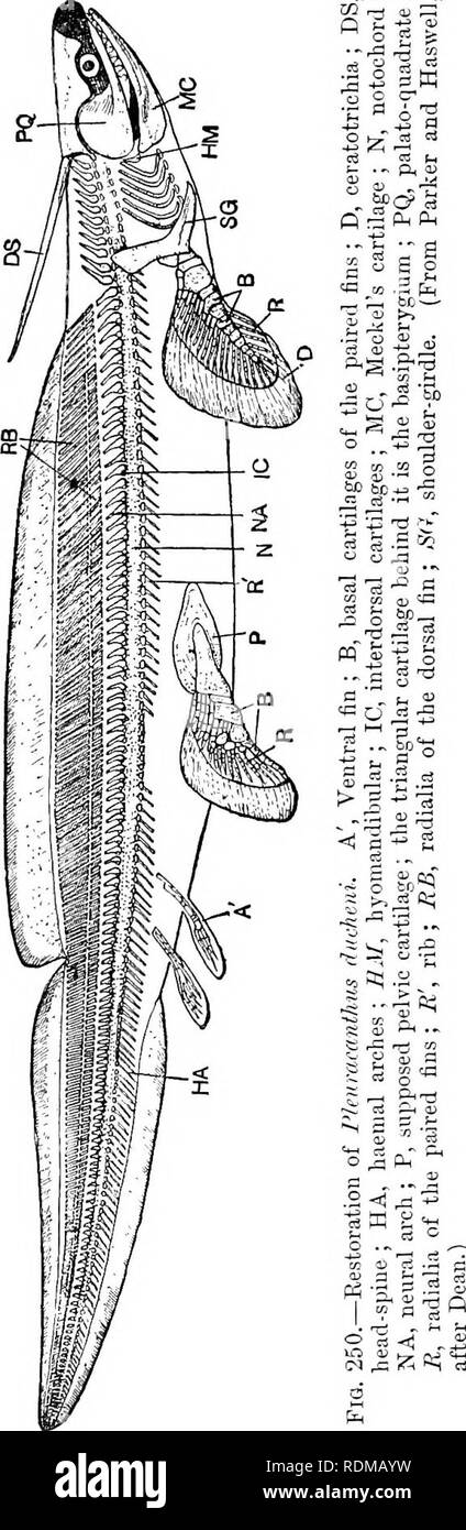 . The Cambridge natural history. Zoology. ELASMOBRANCHII ICHTHYOTOMI ...