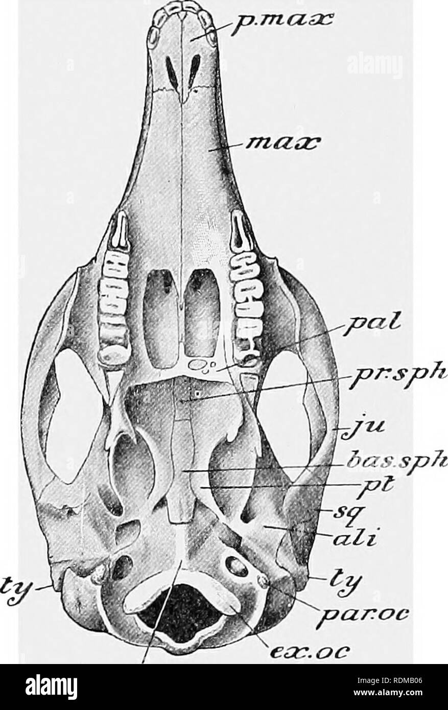 . The Cambridge natural history. Zoology. 126 THE SKULL OF MARSUITALS ...