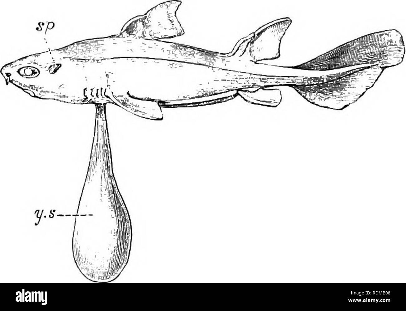 . The Cambridge natural history. Zoology. 436 FISHES Craniates, and ...