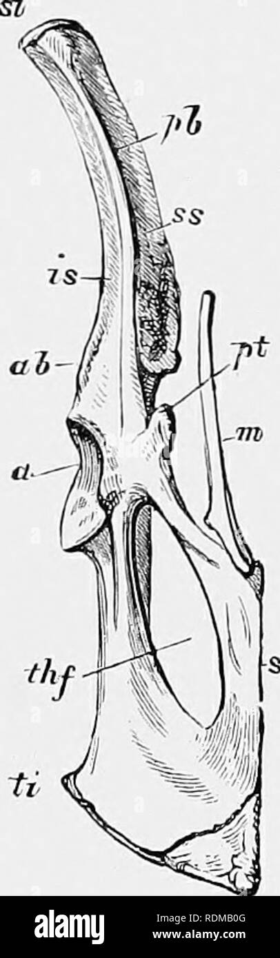 Pyramidalis muscle Black and White Stock Photos & Images - Alamy