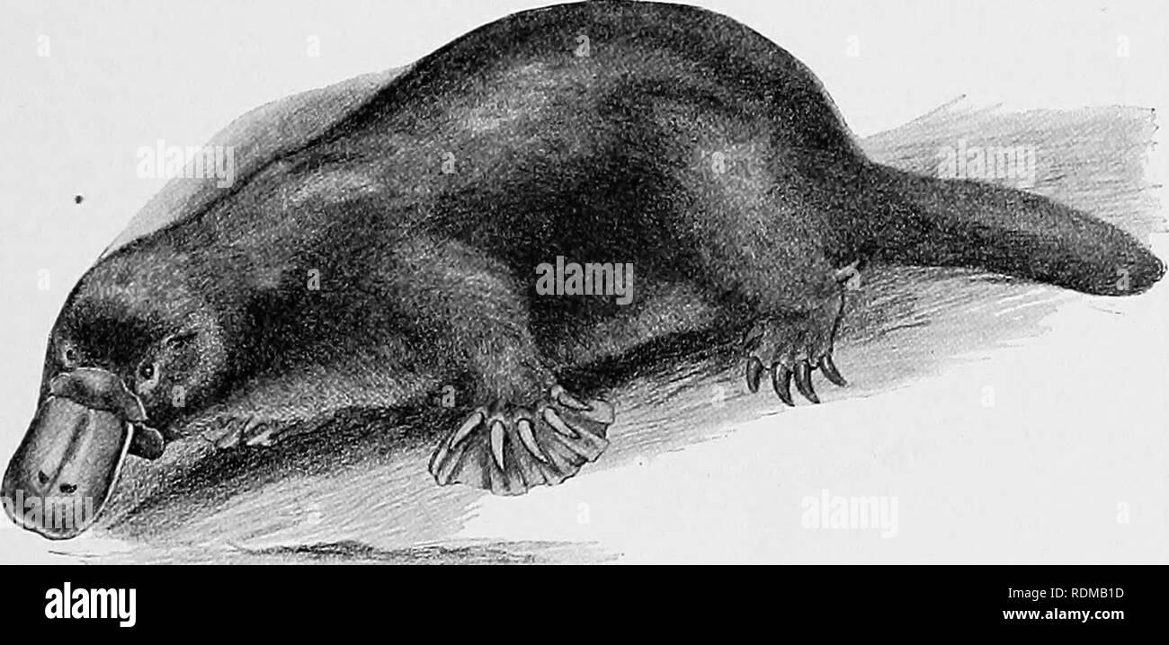 . The Cambridge natural history. Zoology. TEETH OF PLATYPUS 113 teen ...