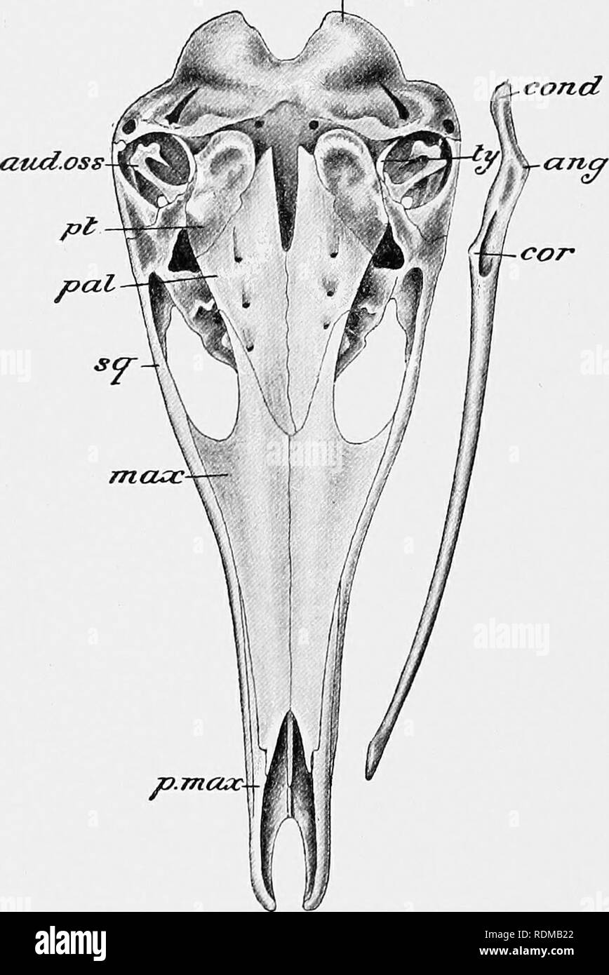 . The Cambridge natural history. Zoology. io8 SKULL OF ECHIDNA affairs ...
