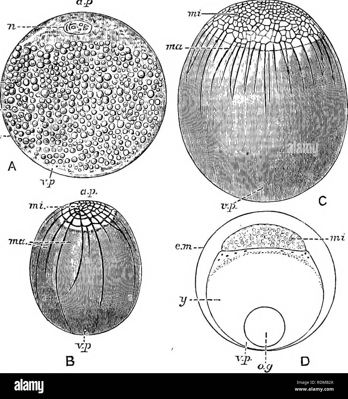 . The Cambridge natural history. Zoology. EGGS 409 eggs are very small ...