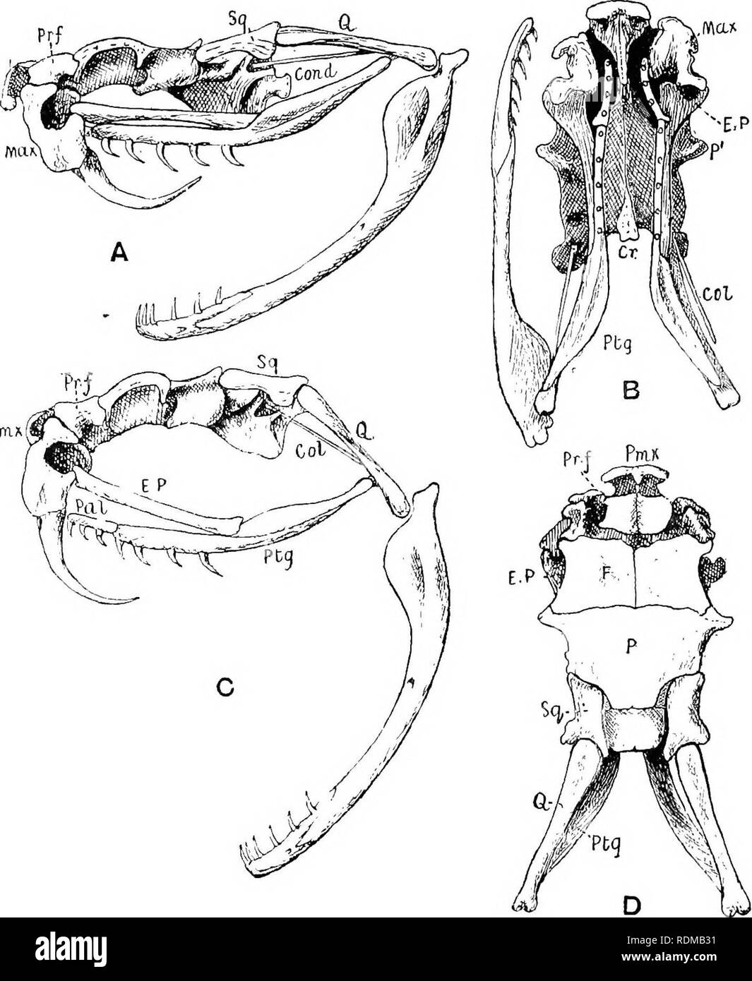Snake head explained Black and White Stock Photos & Images - Alamy