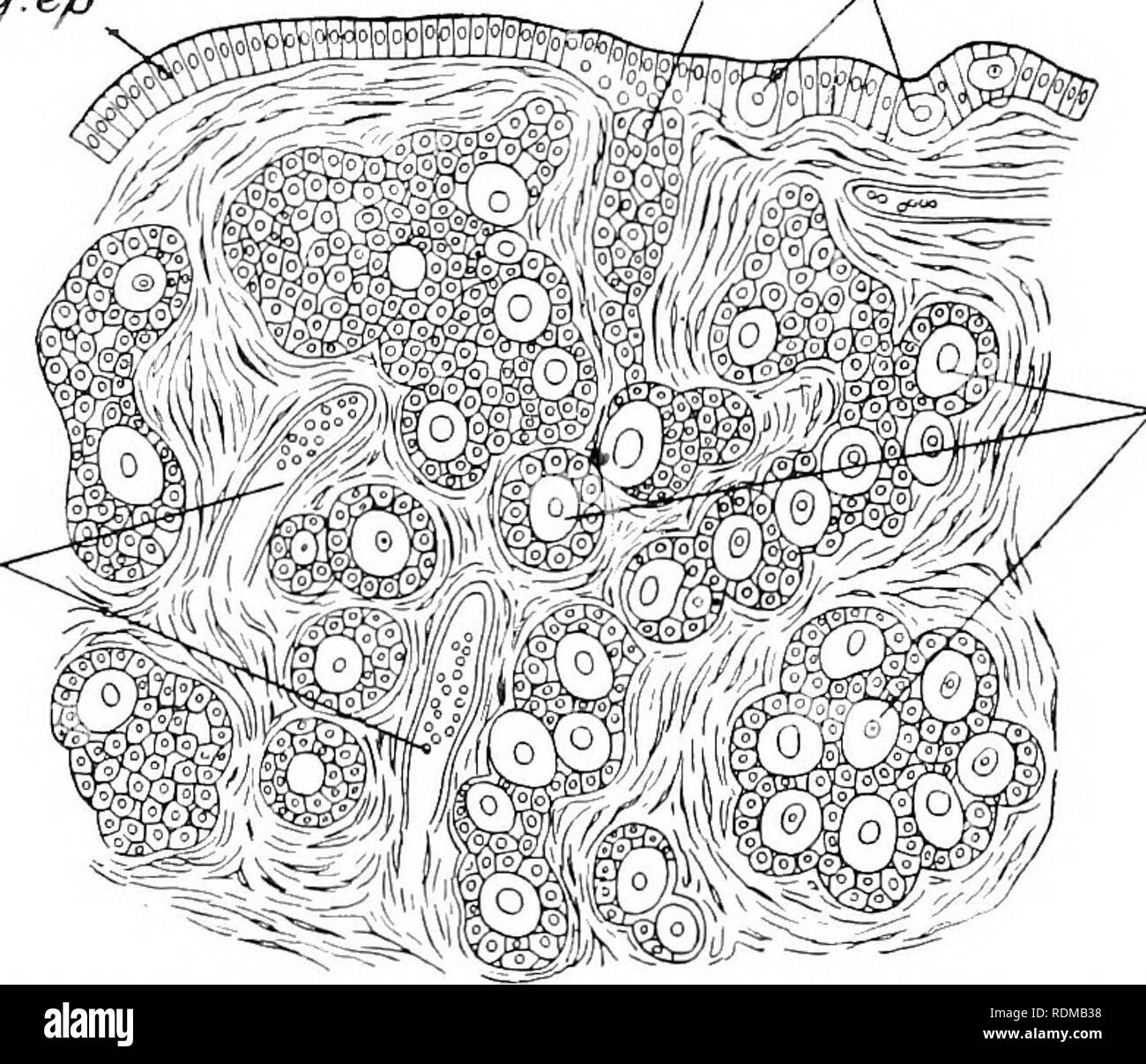 . The Cambridge natural history. Zoology. 70 OVA OF MAMMALS and on the ...