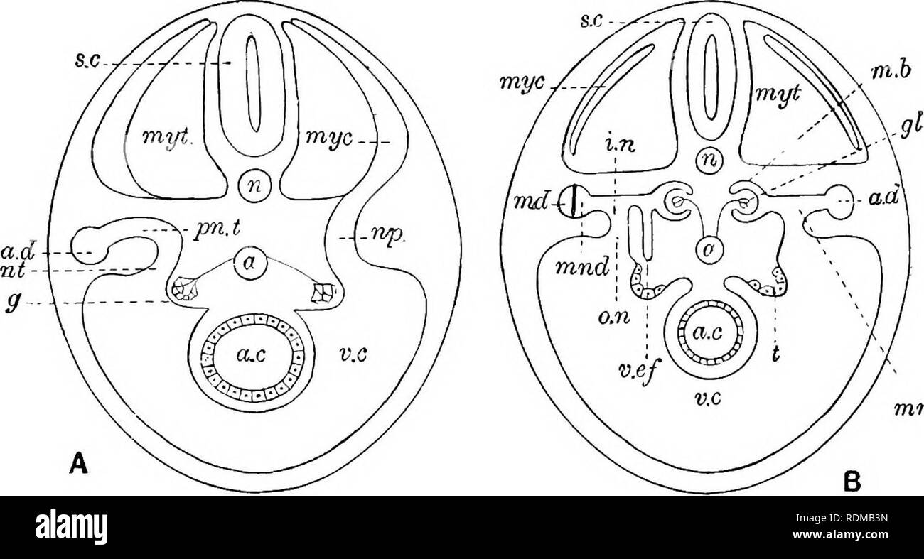 Transverse tubules Black and White Stock Photos & Images - Alamy