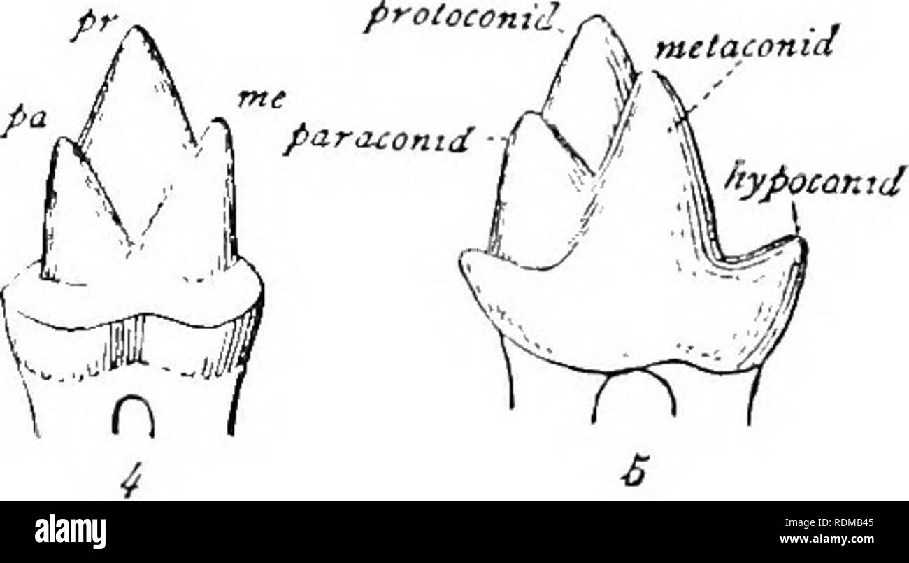 . The Cambridge natural history. Zoology. pyctocontd p. 'nelacontd ...