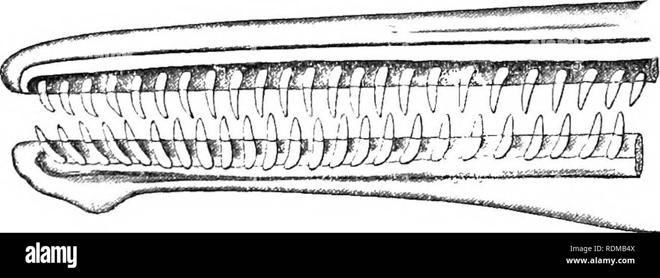 . The Cambridge natural history. Zoology. oc.conc oc par. Flu. 3i ...