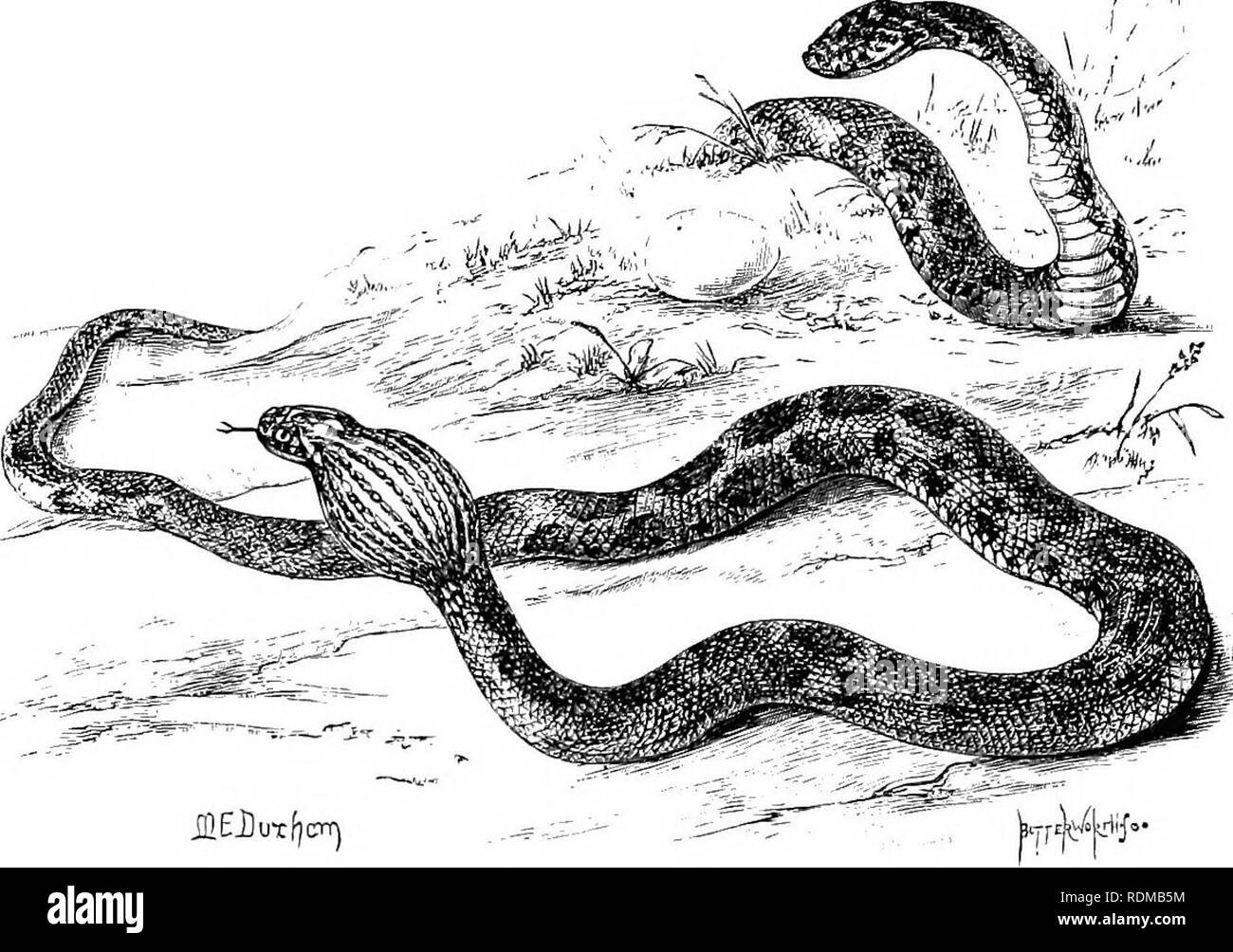 U Shaped Snout High Resolution Stock Photography and Images - Alamy