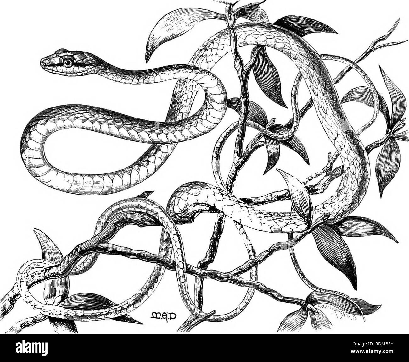 Watch out for snakes Black and White Stock Photos & Images - Alamy