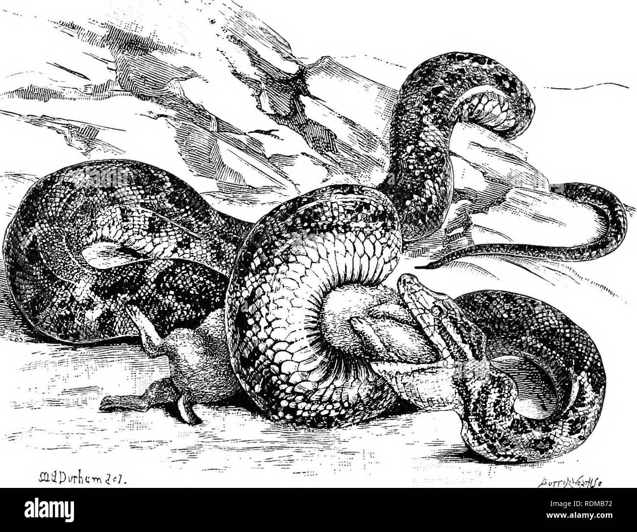 Spit and spat hi-res stock photography and images - Alamy