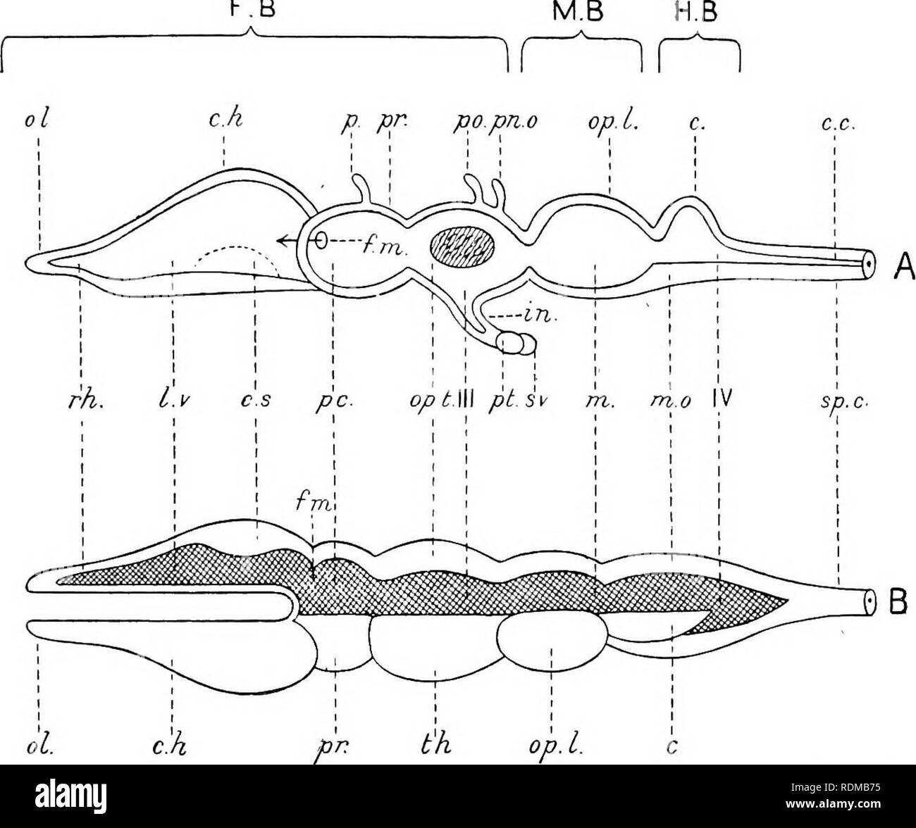 . The Cambridge natural history. Zoology. NERVOUS SYSTEM 369 less ...