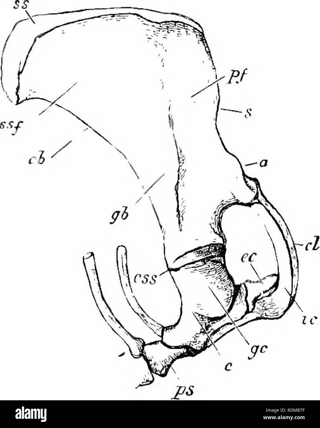 . The Cambridge natural history. Zoology. The O'eneral shape of ...