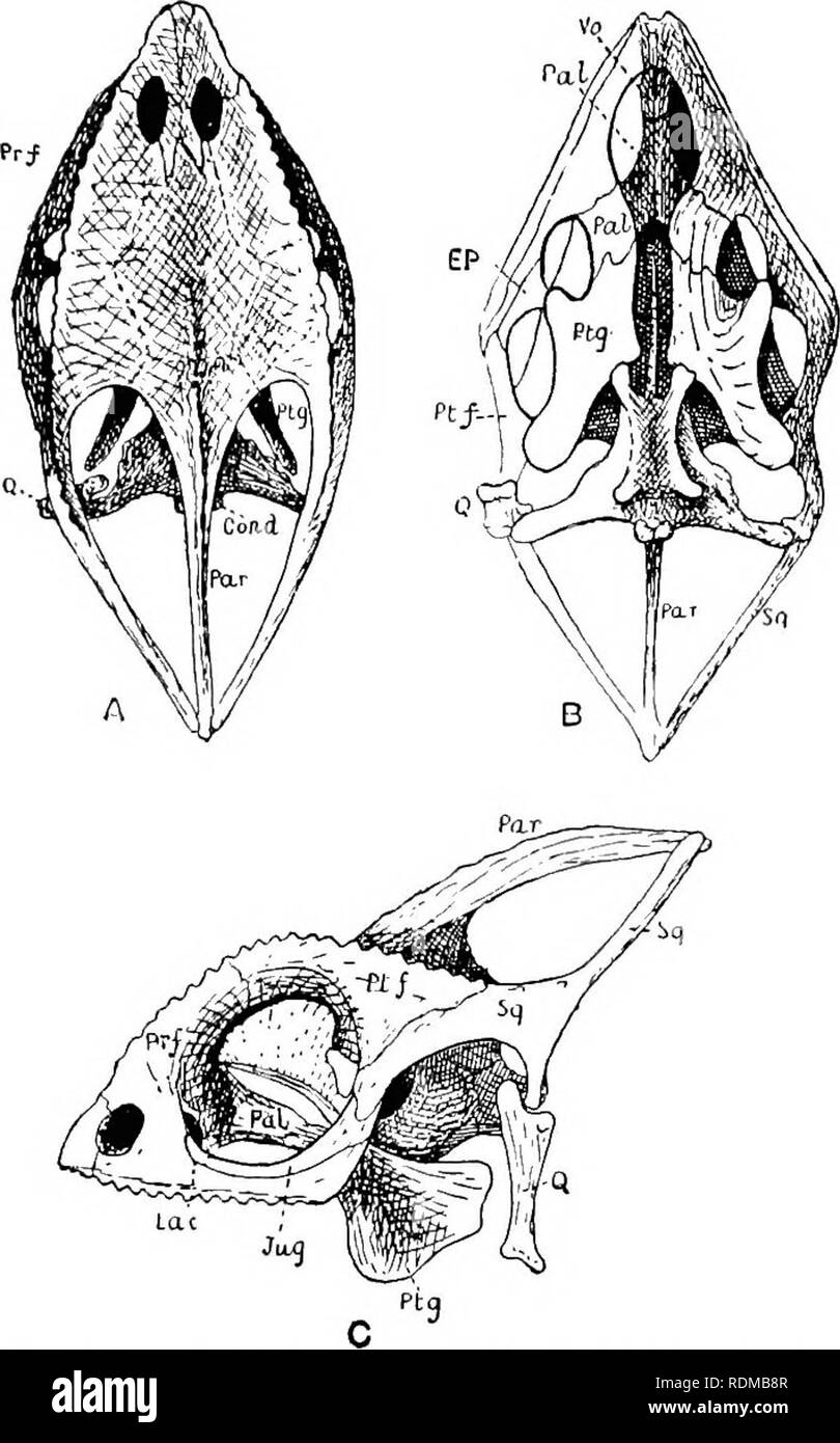 Anatomical structure sometimes Black and White Stock Photos & Images ...