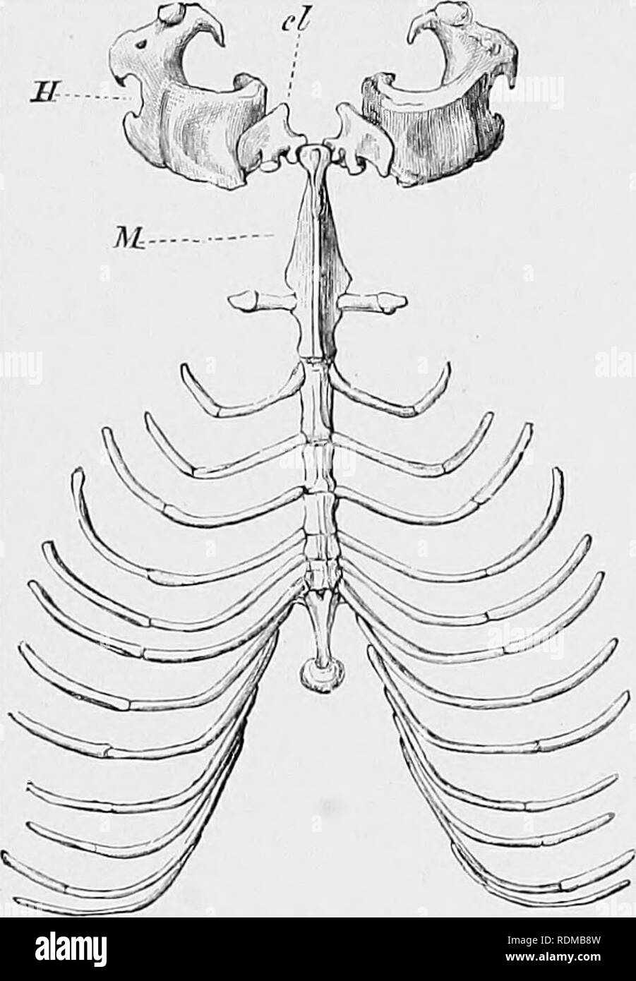 . The Cambridge natural history. Zoology. RIBS AND STERNUM are ...