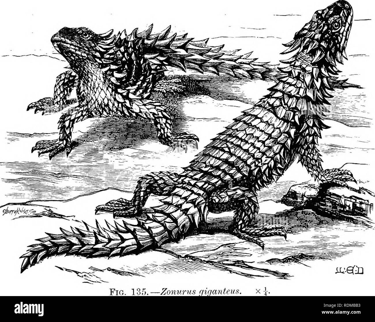 Vestigial limbs snake hi-res stock photography and images - Alamy