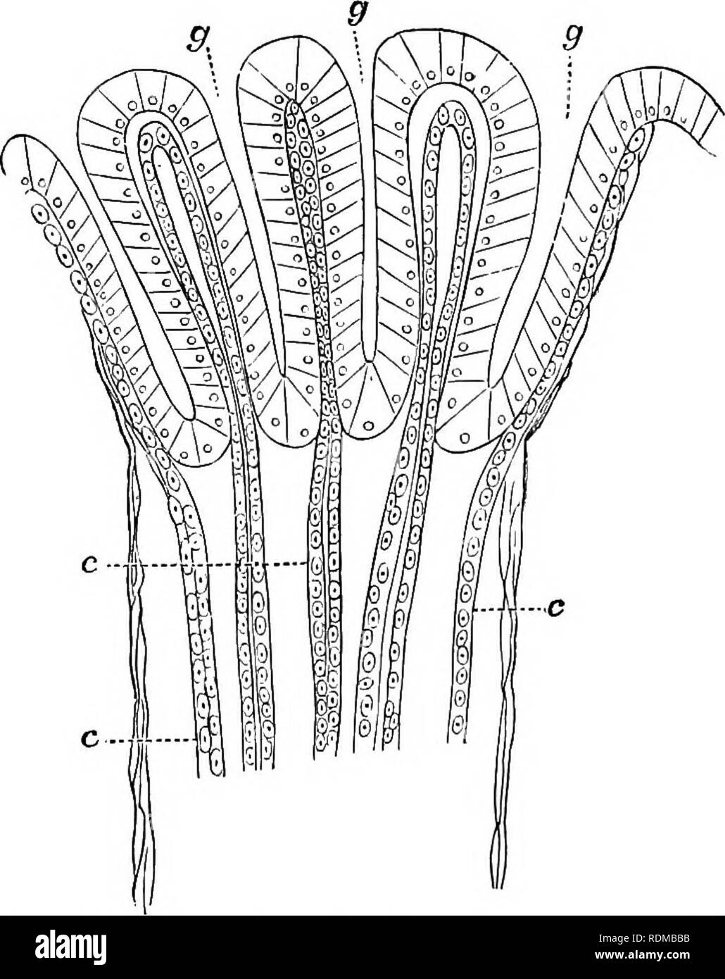 . The Cambridge natural history. Zoology. AIR-BLADDER 309 (g) and (/;â ...