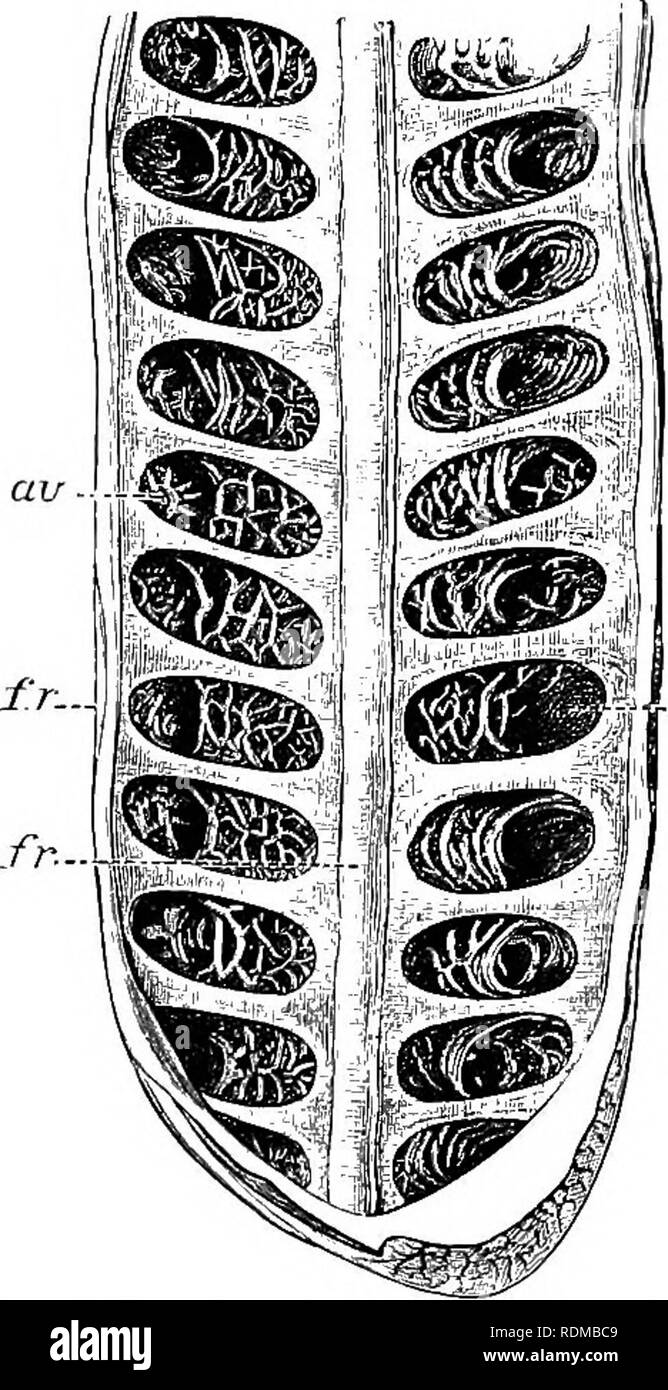 . The Cambridge natural history. Zoology. 300 FISHES Between these ...