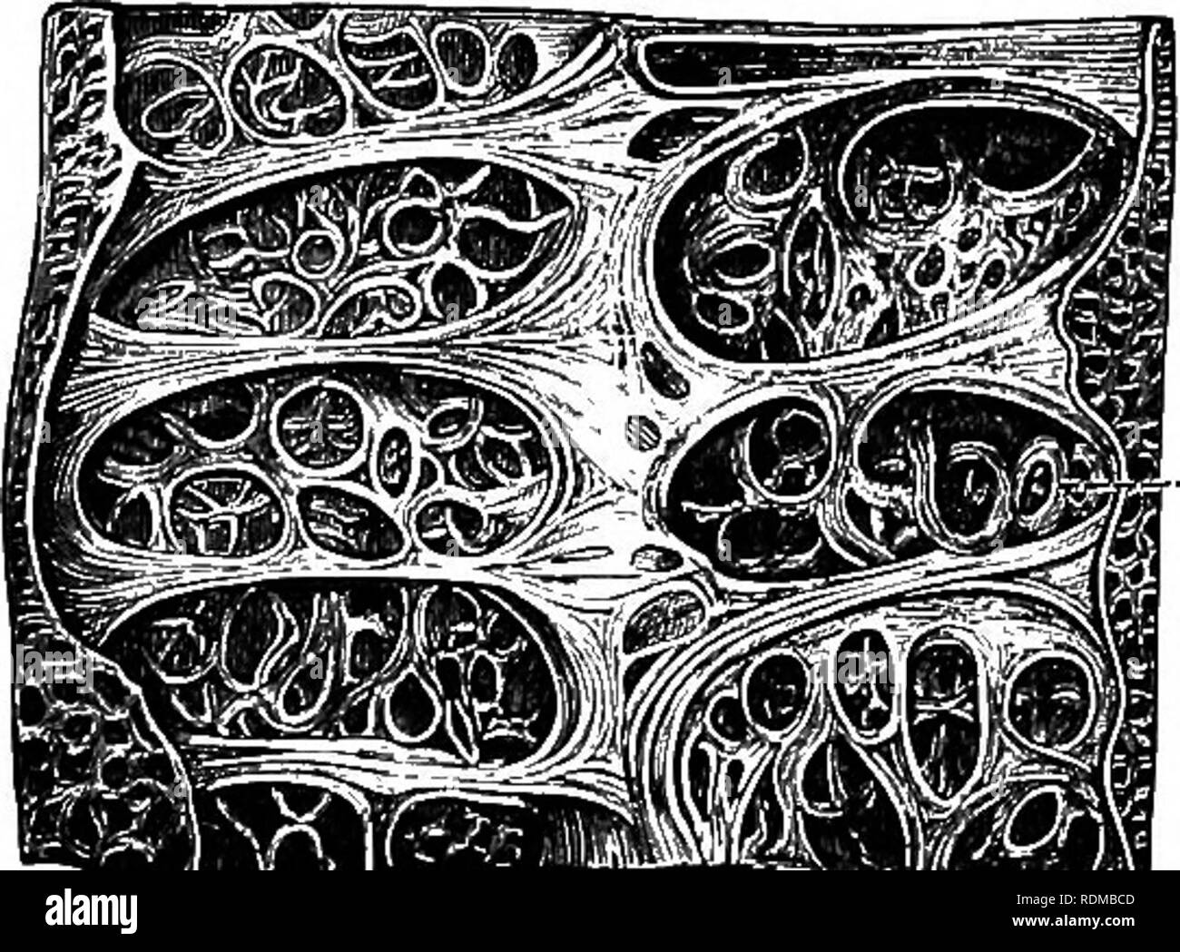 Teleostomi hi-res stock photography and images - Alamy