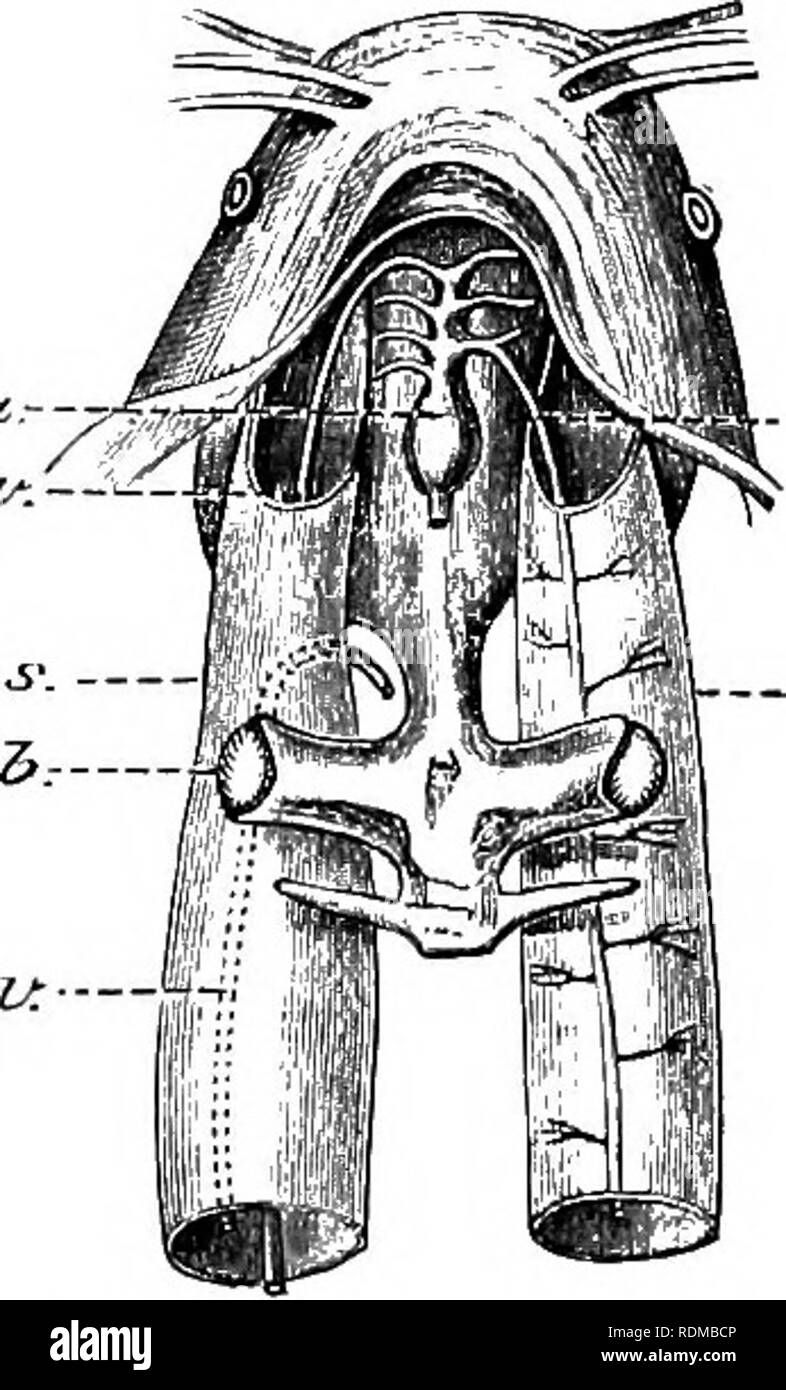 Vertebral column fish hi-res stock photography and images - Alamy