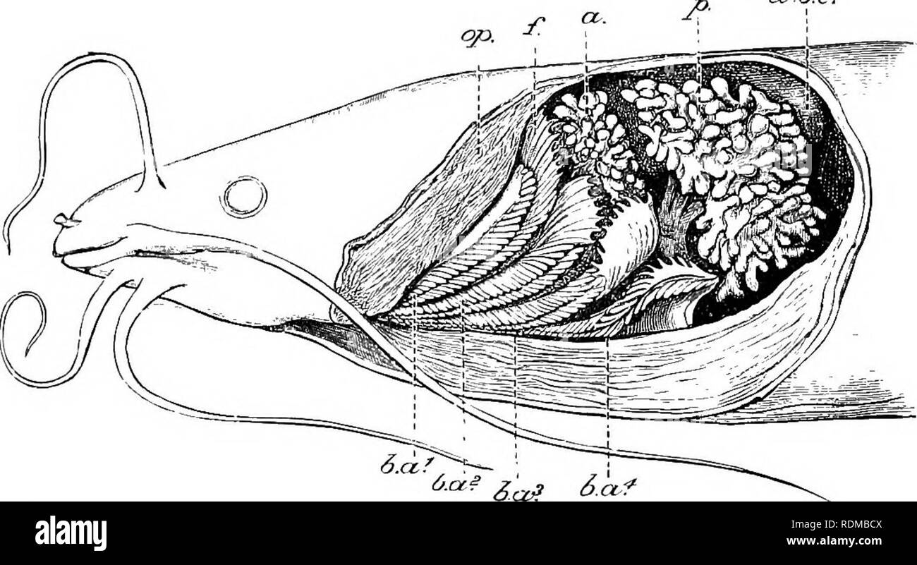 . The Cambridge natural history. Zoology. 294 FISHES CHAP. Another ...