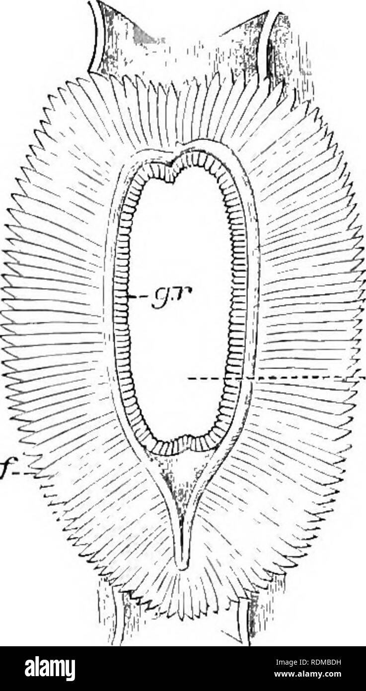 . The Cambridge natural history. Zoology. 286 FISHES i-lxc h.f-^ 111 ...