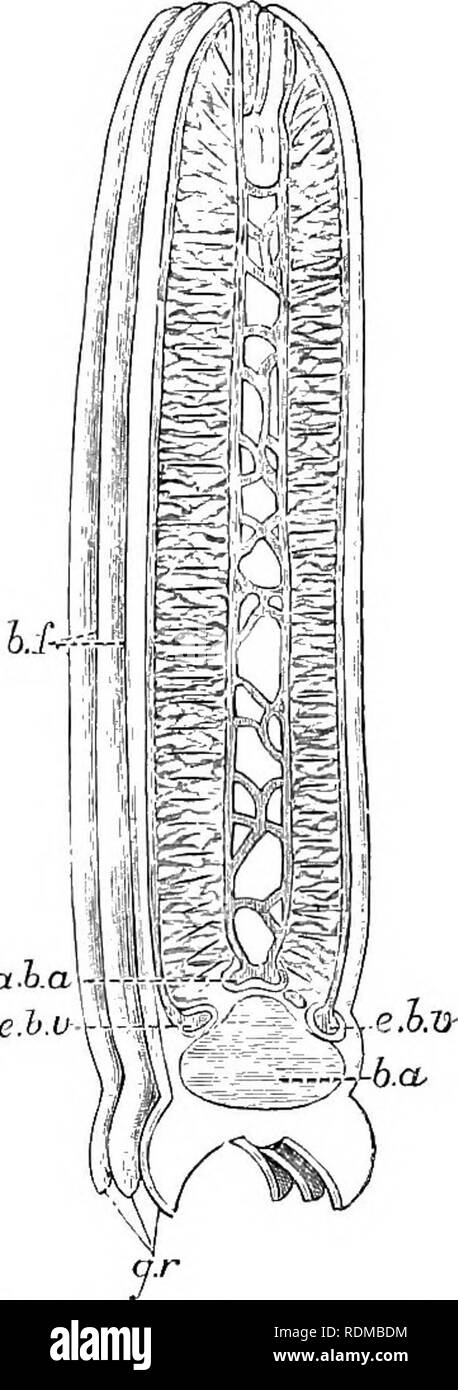 . The Cambridge natural history. Zoology. RESPIRATORY ORGANS 285 all ...