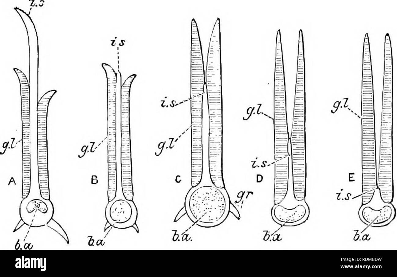 Triangular bone Black and White Stock Photos & Images - Alamy