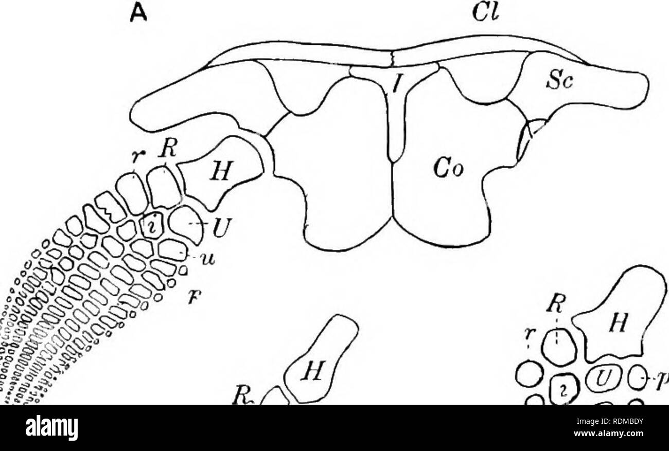 Distal carpal bones Black and White Stock Photos & Images - Alamy