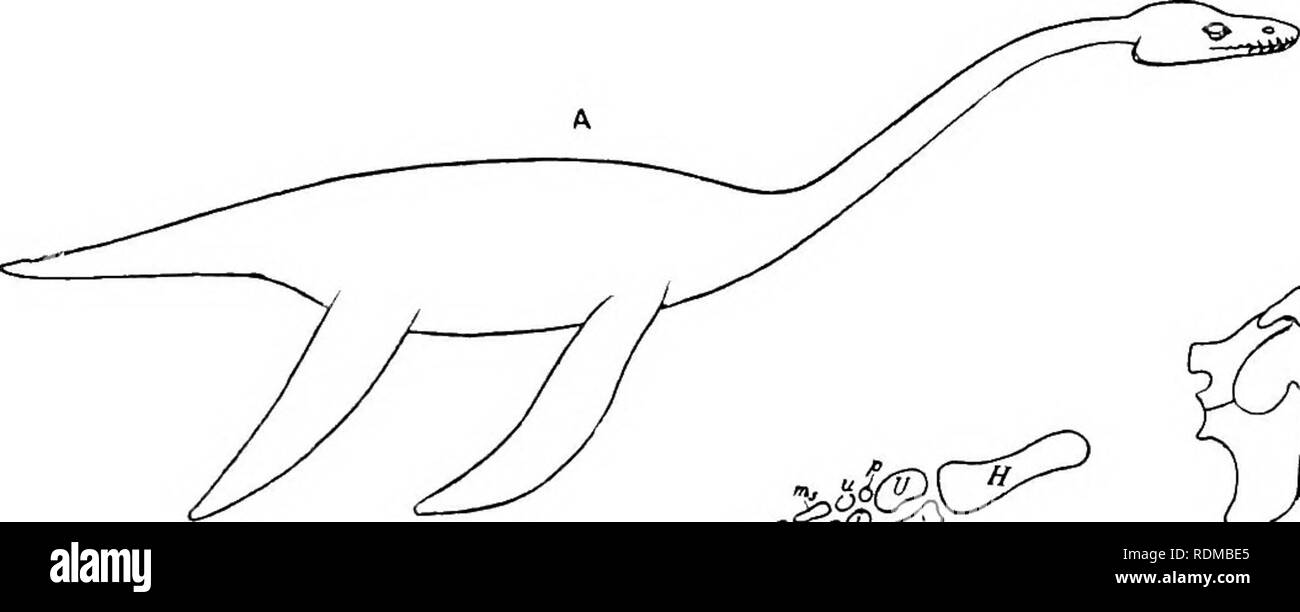 Cryptoclidus cryptoclidus Black and White Stock Photos & Images - Alamy