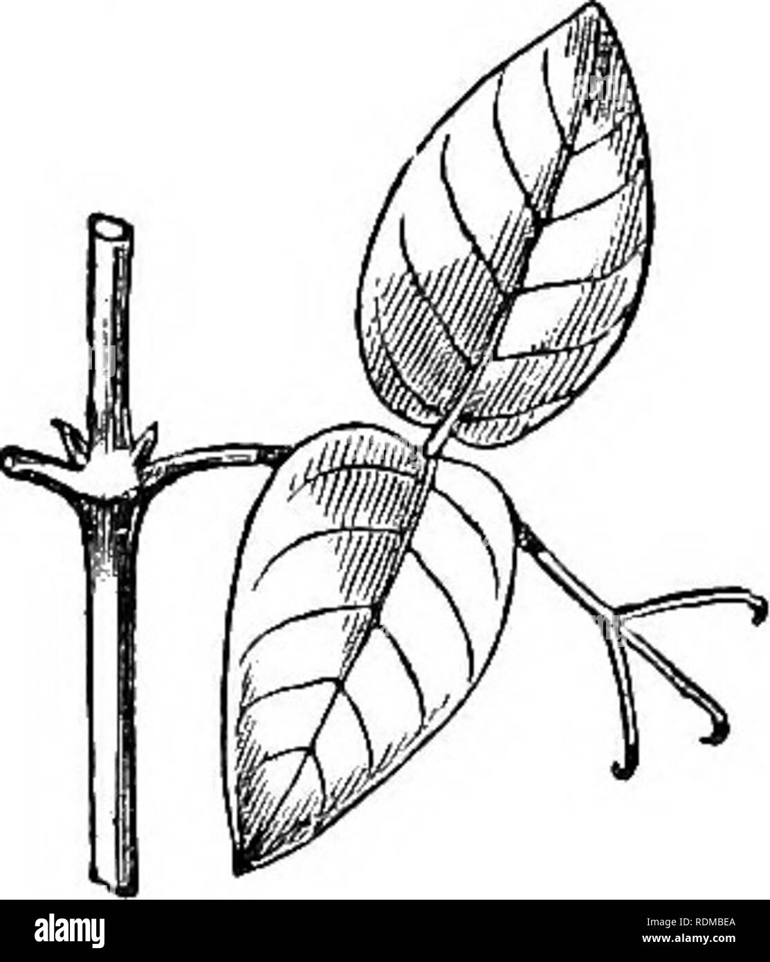 . The movements and habits of climbing plants. Climbing plants; Plants ...