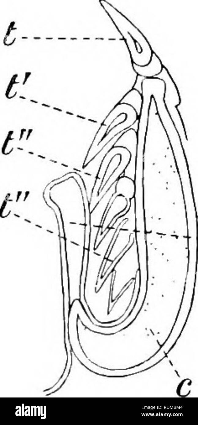 . The Cambridge natural history. Zoology. 250 FISHES CHAP. like in many ...