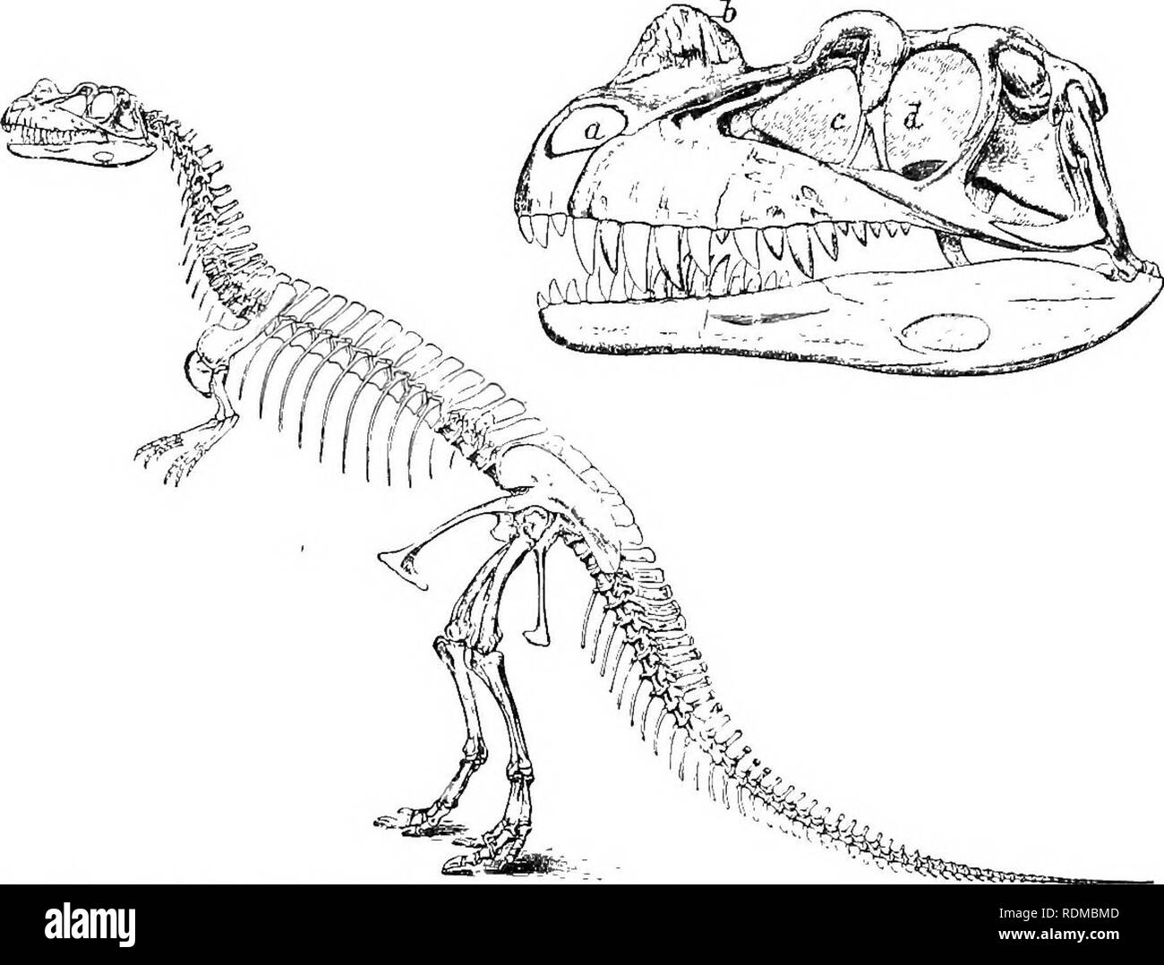 Allosaurus Skeleton Drawing
