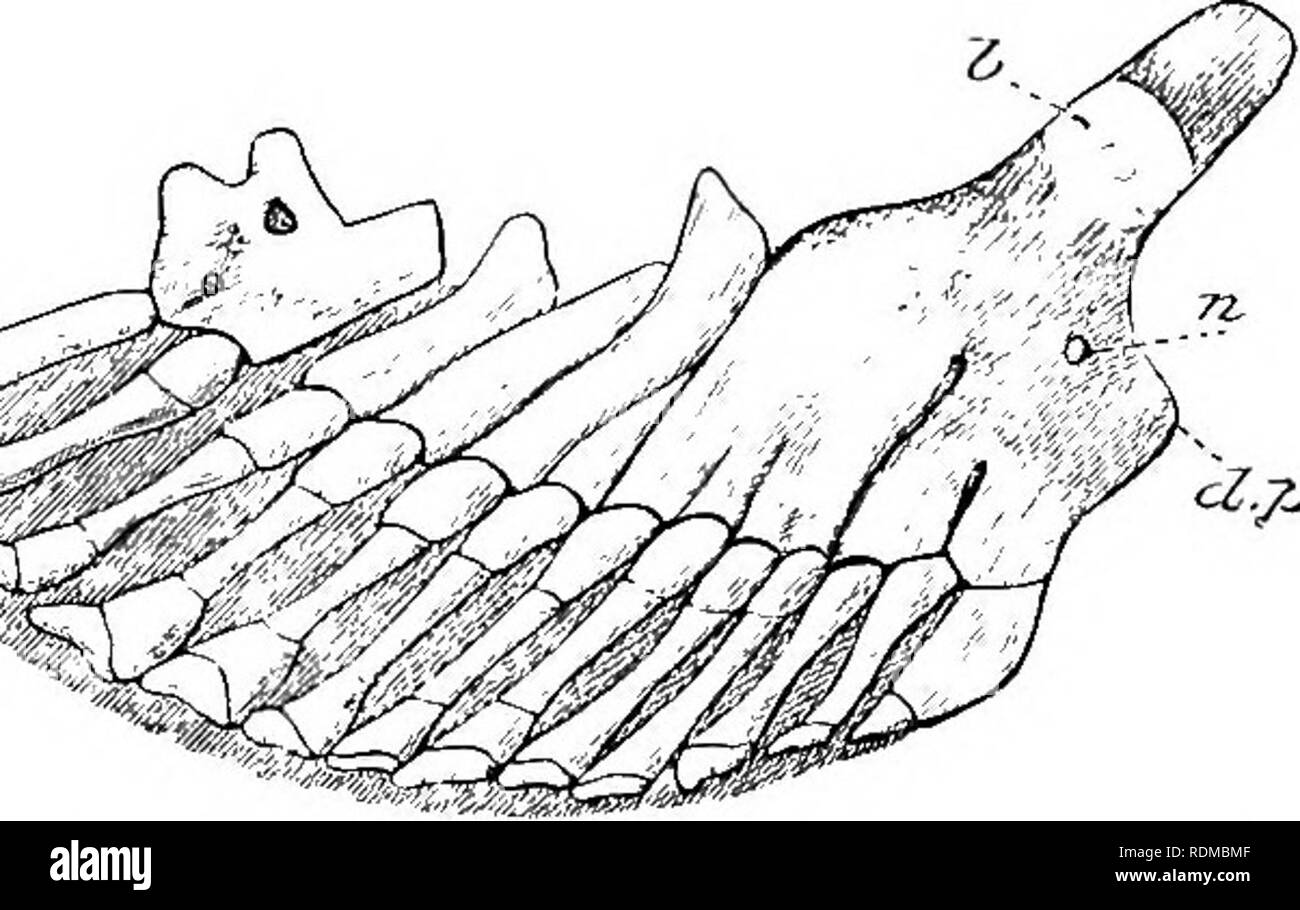 . The Cambridge natural history. Zoology. PELVIC FINS 245. The Pelvic ...