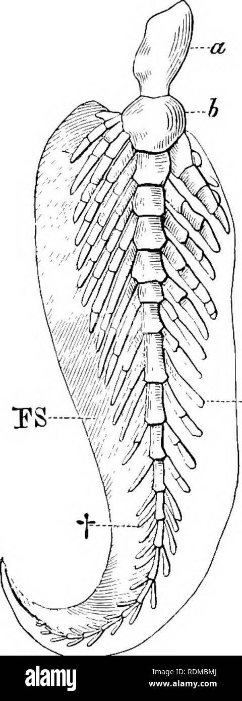. The Cambridge natural history. Zoology. 244 FISHES CHAP. gradually ...