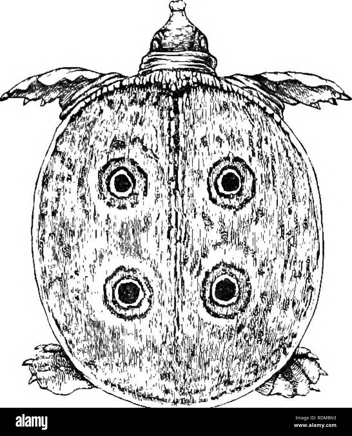 . The Cambridge natural history. Zoology. IX TRIONYCHOIDEA 411 and ...