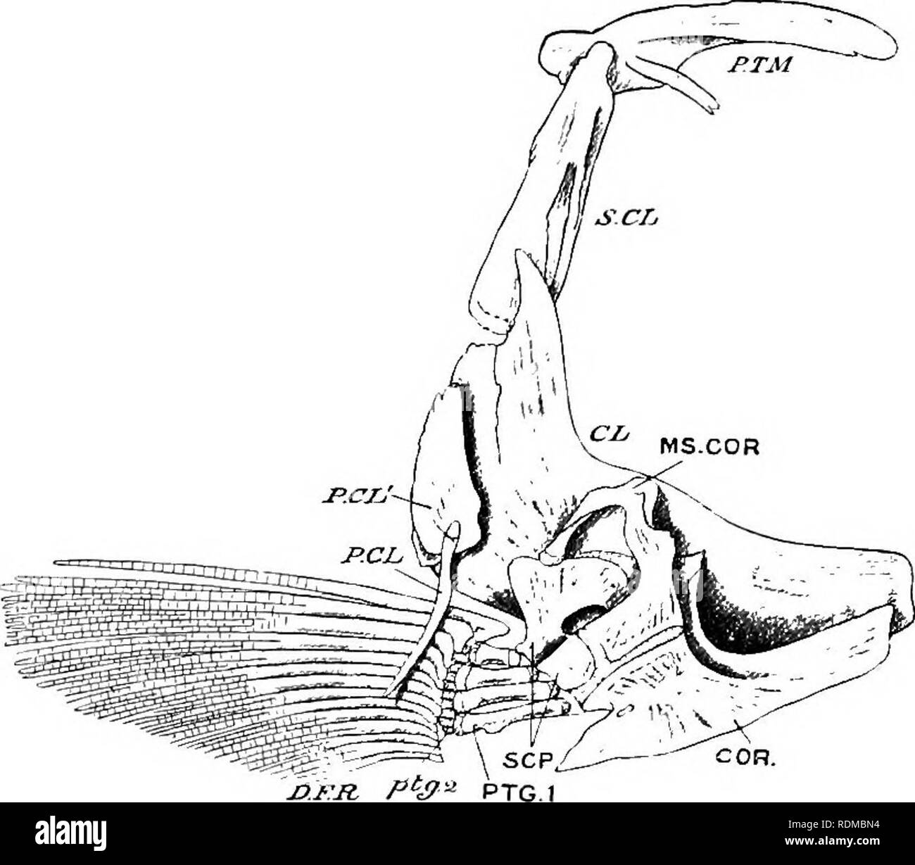 . The Cambridge natural history. Zoology. FtG. 142, girille aud the ...