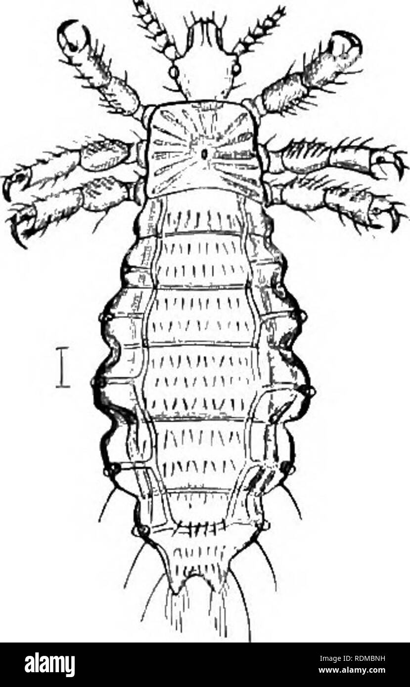 Galls from insects Cut Out Stock Images & Pictures - Alamy