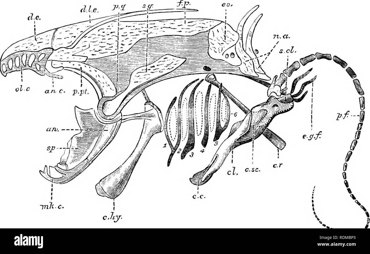 . The Cambridge natural history. Zoology. 232 FISHES may be found ...