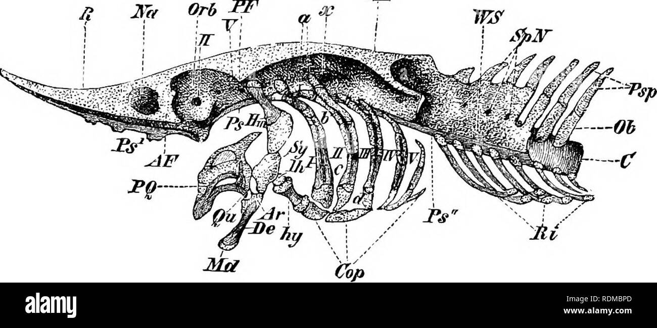 . The Cambridge natural history. Zoology. 224 FISHES the whole length ...