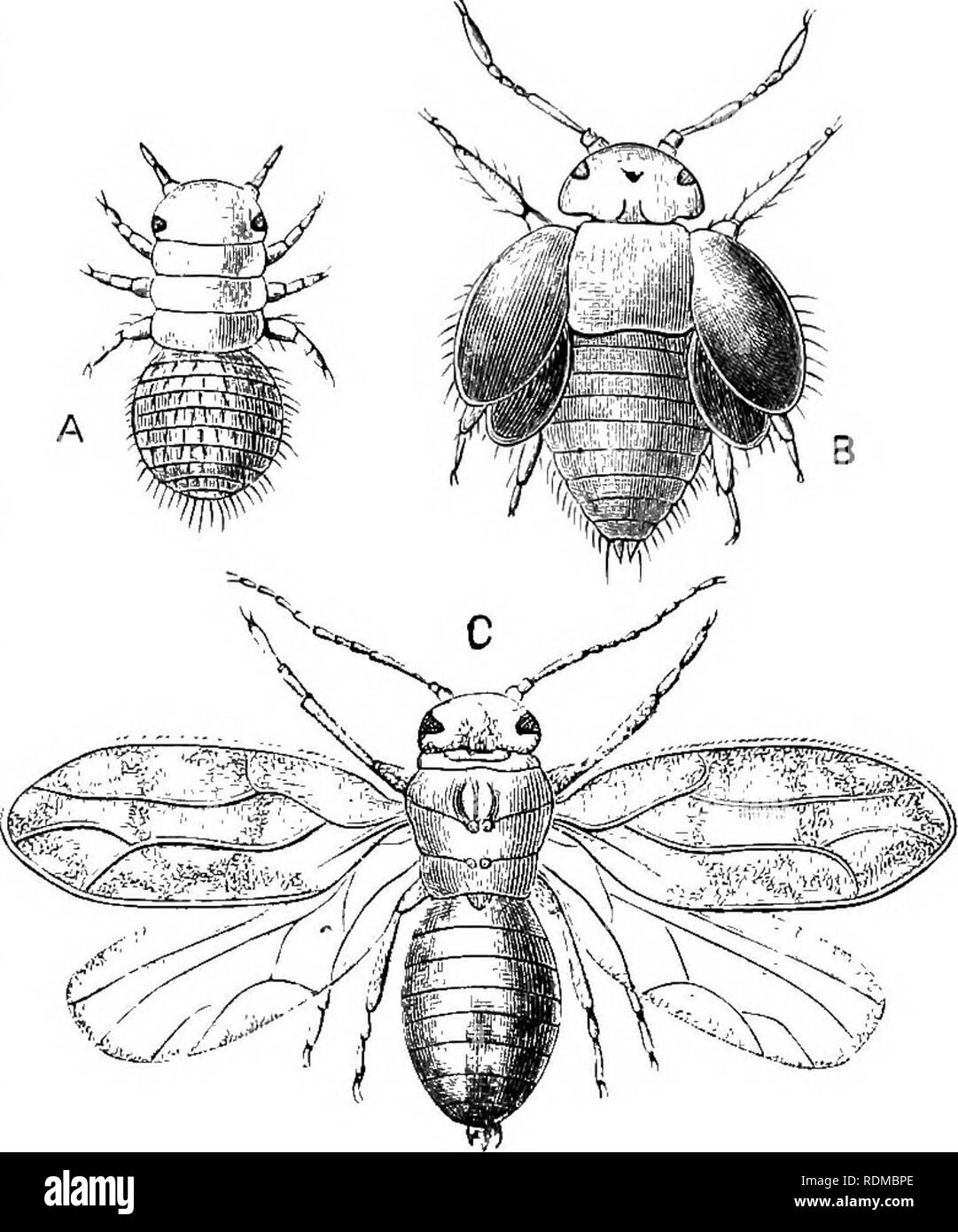 . The Cambridge natural history. Zoology. PSYLLIDAE 579 Size of Aphidae ...
