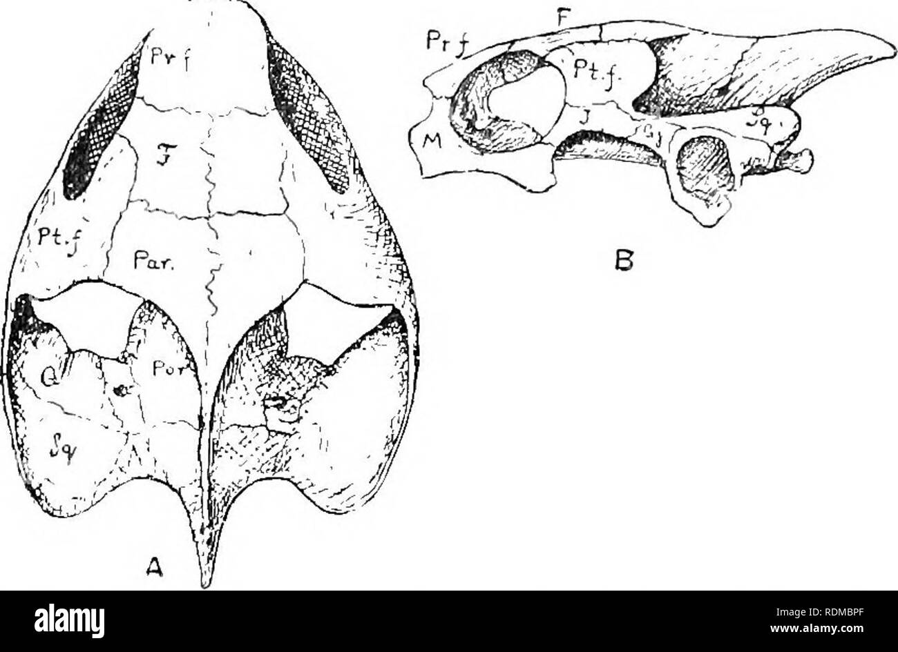 Plastron of a tortoise Black and White Stock Photos & Images - Alamy