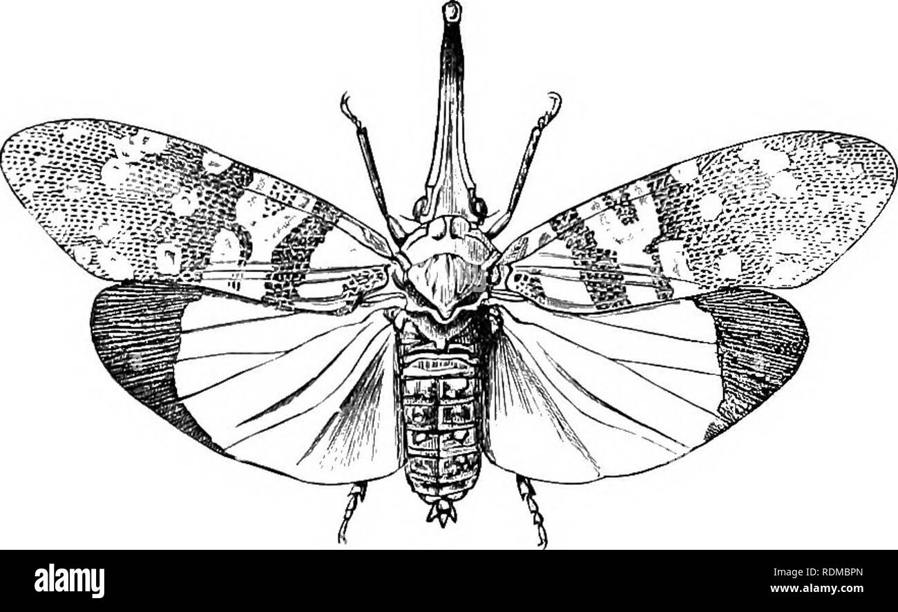 . The Cambridge natural history. Zoology. FULGORIDAE 575 longed so as ...