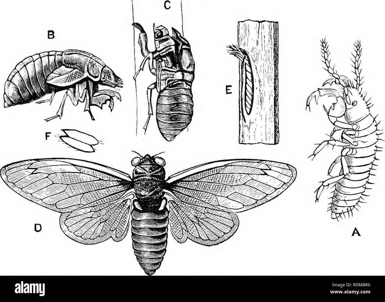 American cicadidae Black and White Stock Photos & Images - Alamy