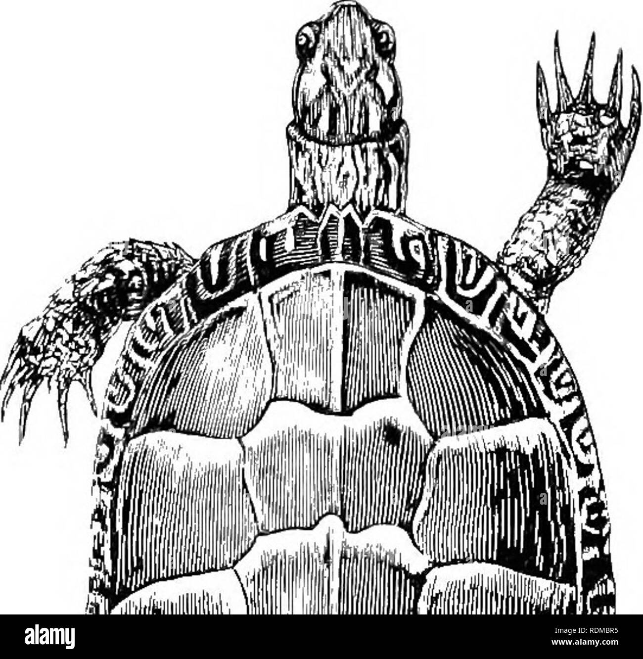 . The Cambridge natural history. Zoology. 348 CHELONIA painted across ...