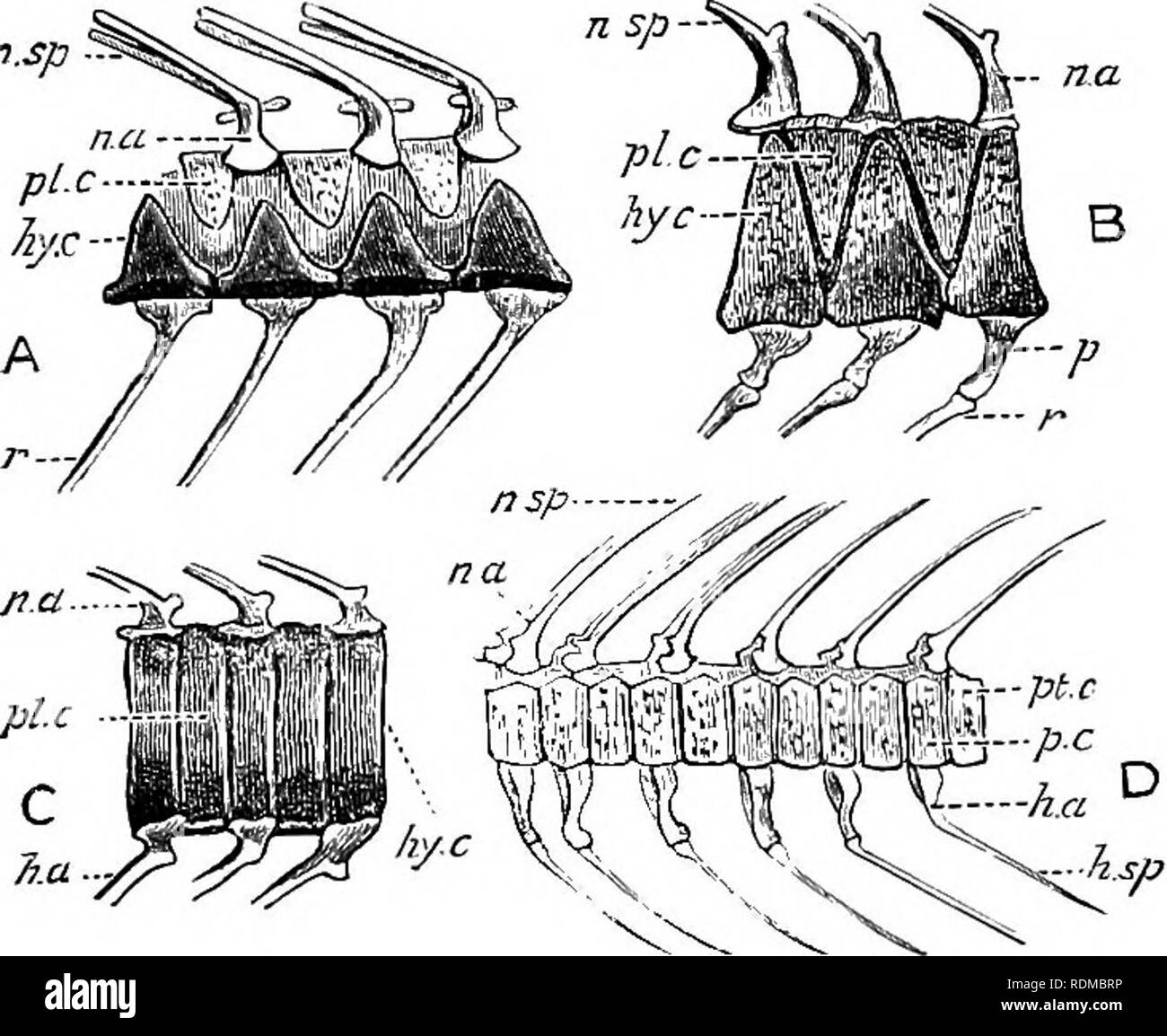 . The Cambridge natural history. Zoology. VIII VERTEBRAL COLUMN 203 In ...
